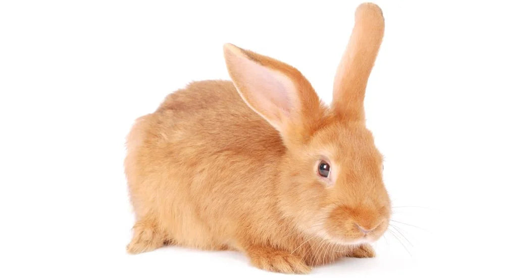 Rabbit & Hare Paint by Number: Easter Bunnies, Cute Kits & Hares ...